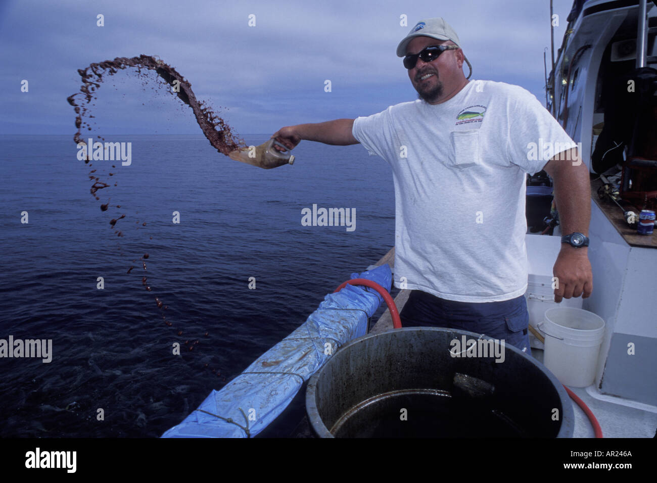 Bait and blood for Great White Shark Carcharodon carcharias Copyright ...