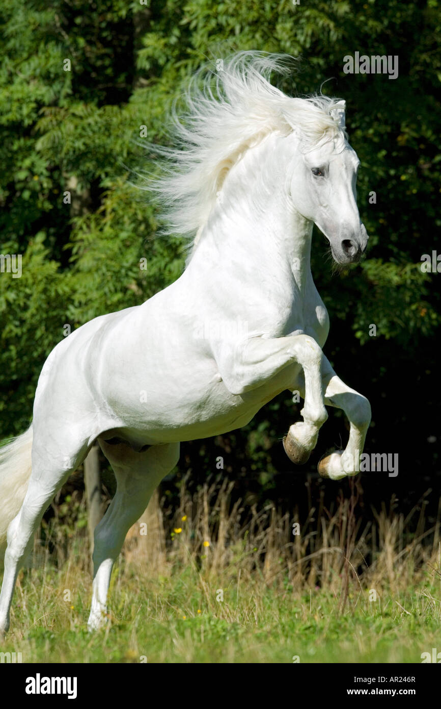 White Stallion Rearing