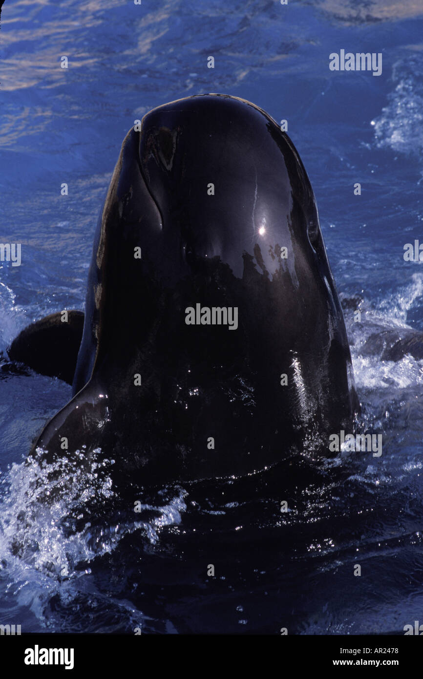 Pacific Short finned pilot whale Globicephala macrorhynchus Kike Calvo ...