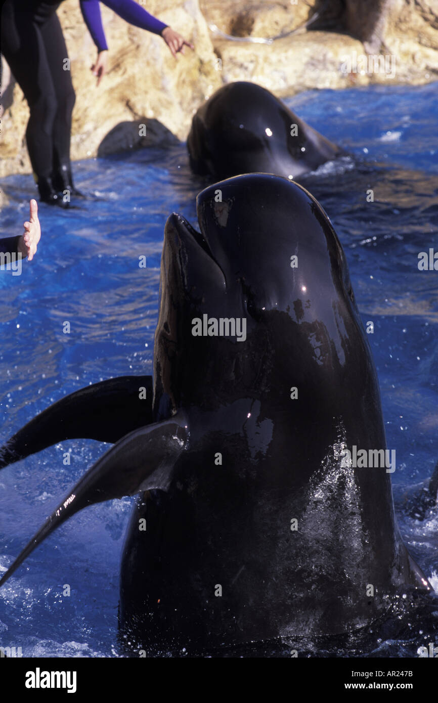 Pacific Short finned pilot whale Globicephala macrorhynchus Kike Calvo ...