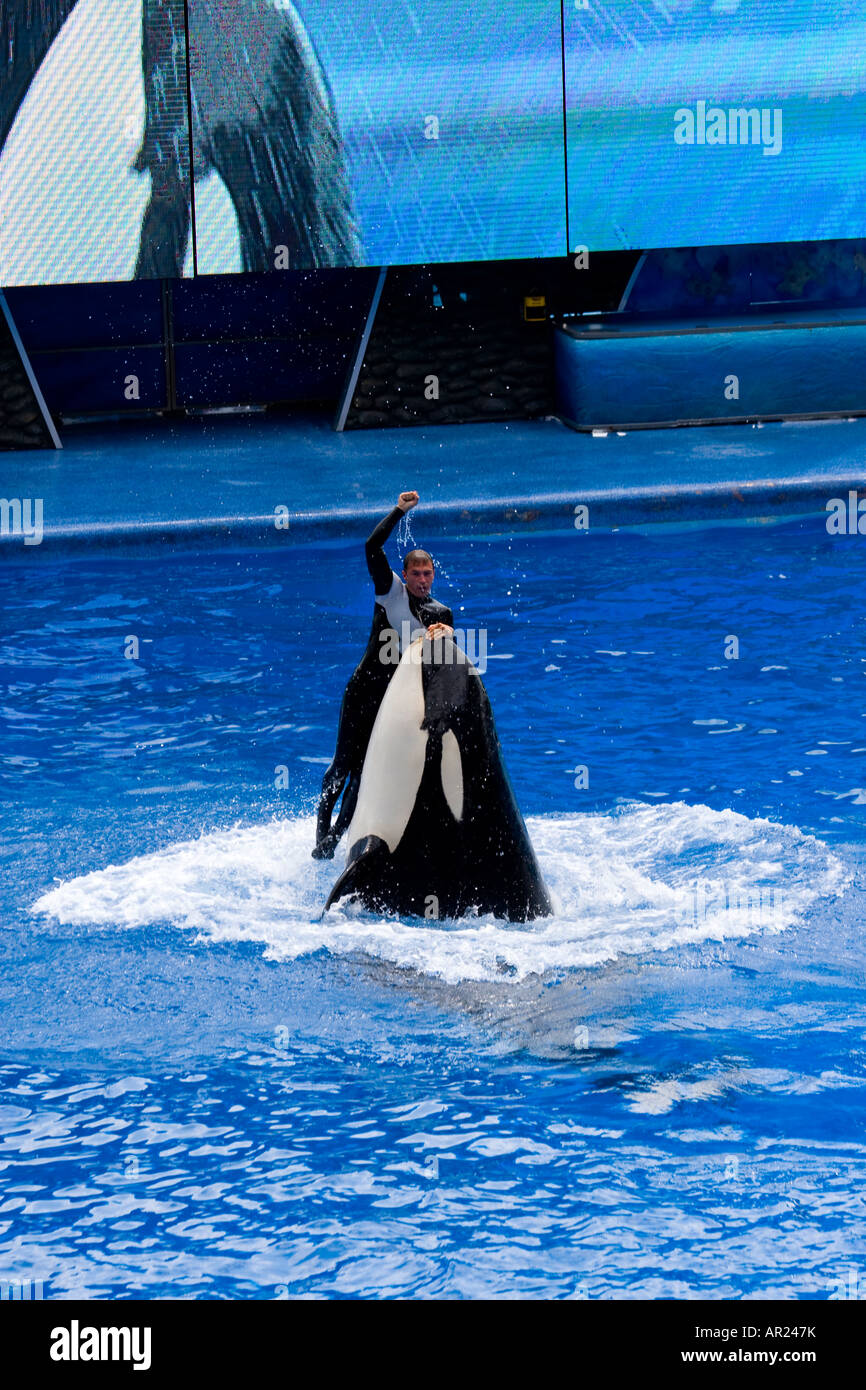 Shamu the Killer Whale at Seaworld, Orlando Florida USA Stock Photo - Alamy
