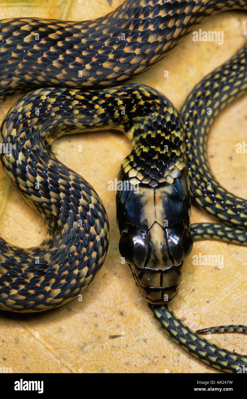 Speckled racer Drymobius margaritiferus Nicaragua Stock Photo - Alamy