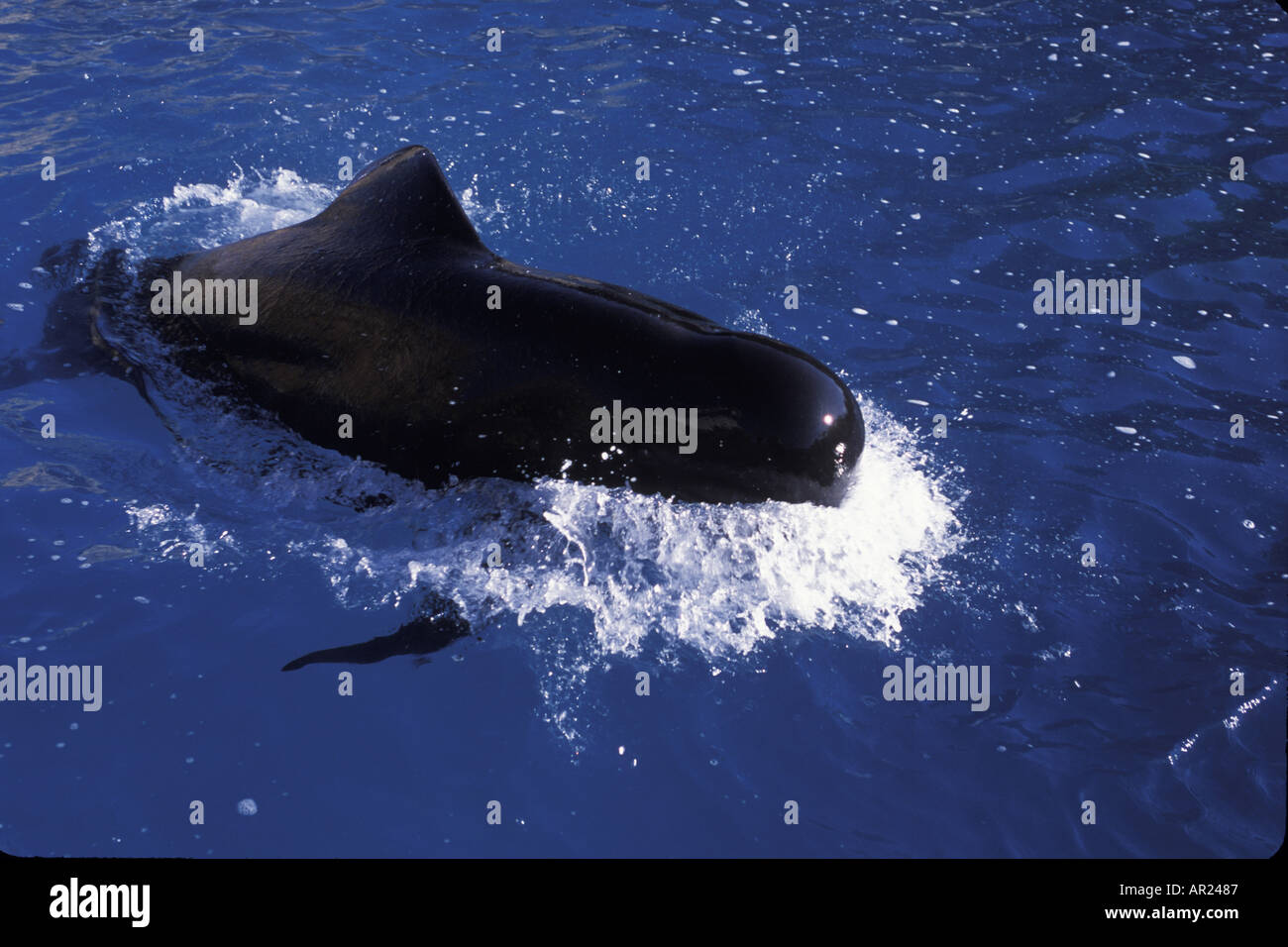 Pacific Short finned pilot whale Globicephala macrorhynchus Kike Calvo ...