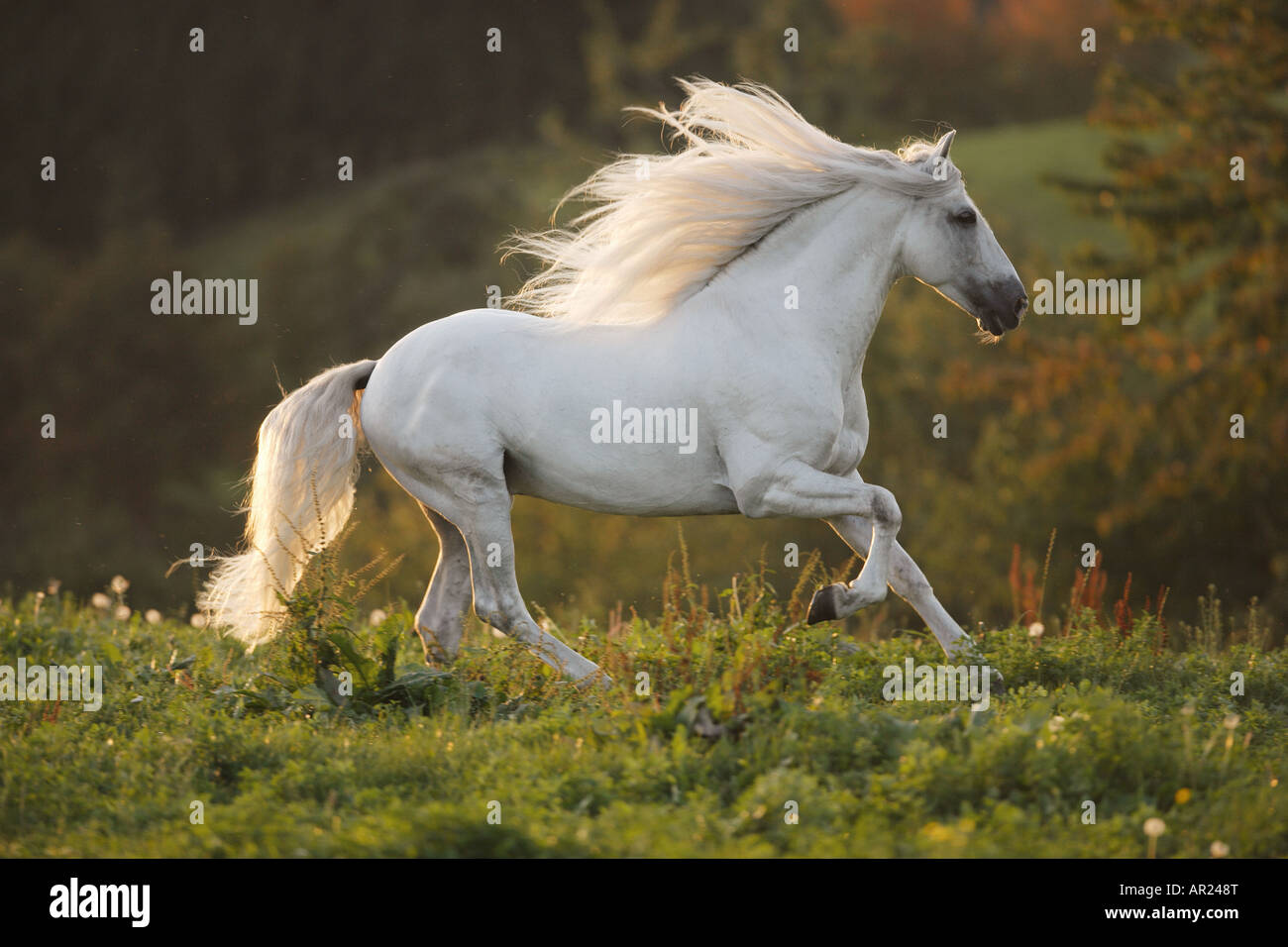 Pure Spanish-bred. Grey horse galloping on meadow Stock Photo - Alamy