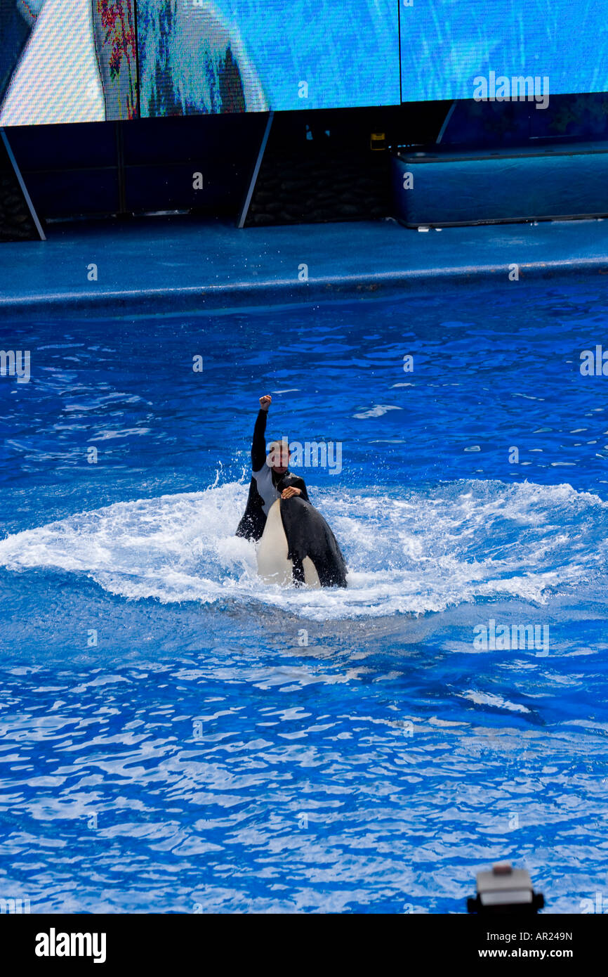Shamu the Killer Whale at Seaworld, Orlando Florida USA Stock Photo - Alamy