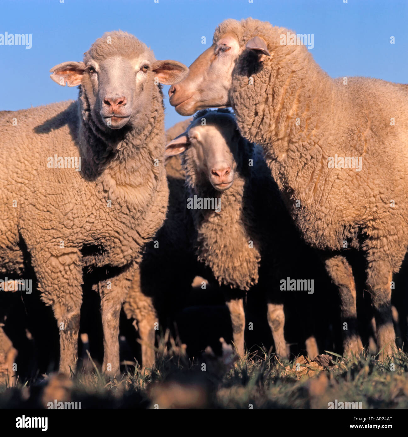 Three sheep close up, blue sky Stock Photo - Alamy