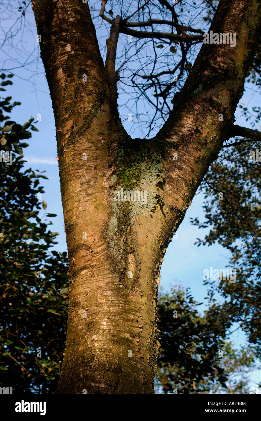 A Fork In A Tree Stock Photo - Alamy