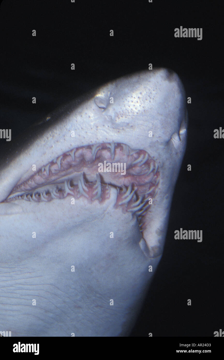 sand tiger shark Carcharias taurus formerly Odontaspis Eugomphodus also ...