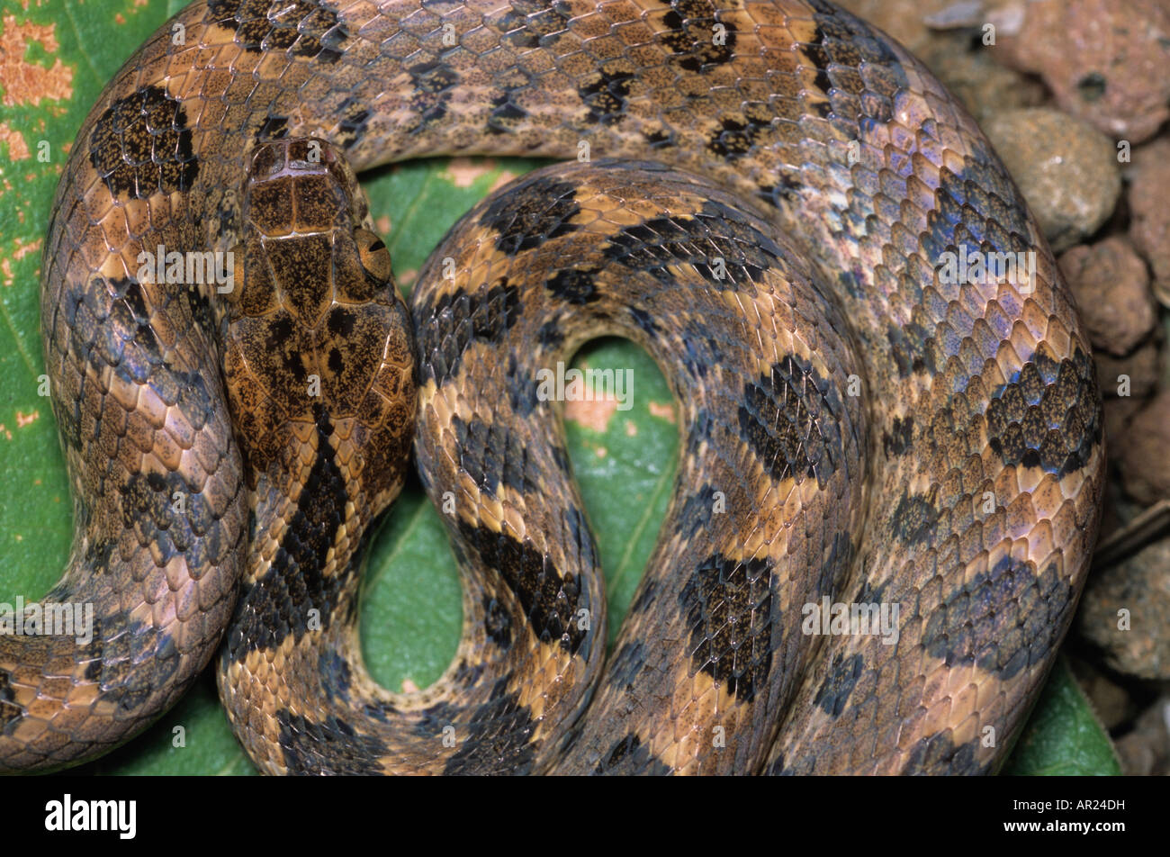 Machete savane snake Leptodeira annulata Nicaragua Stock Photo - Alamy