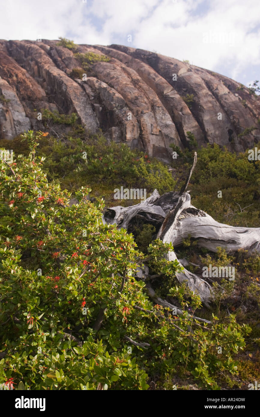 Firebush or Ciruelillo Embothrium coccineum, Lago Grey area Torres del ...
