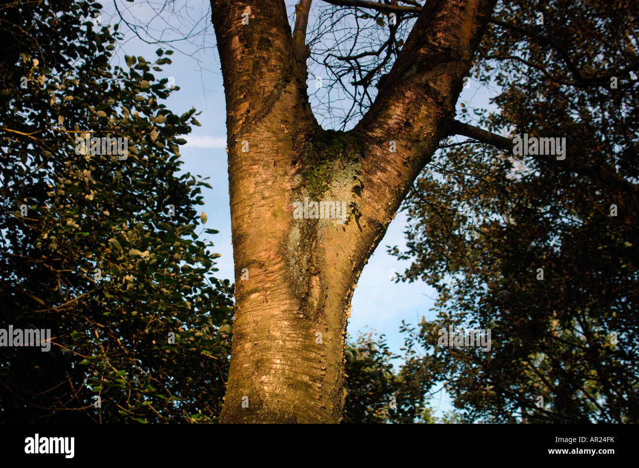 A Fork In A Tree Stock Photo - Alamy