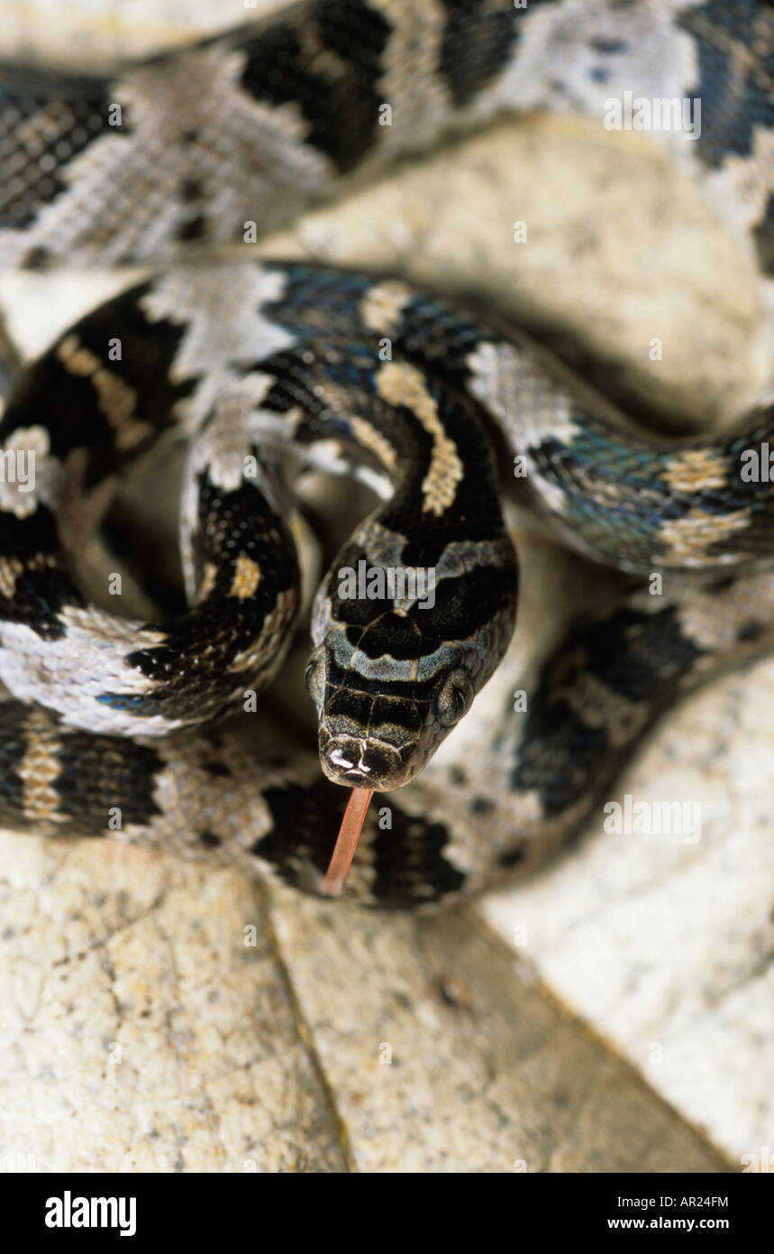 Western Lyre snake Trimorphodon biscutatus Nicaragua Stock Photo - Alamy