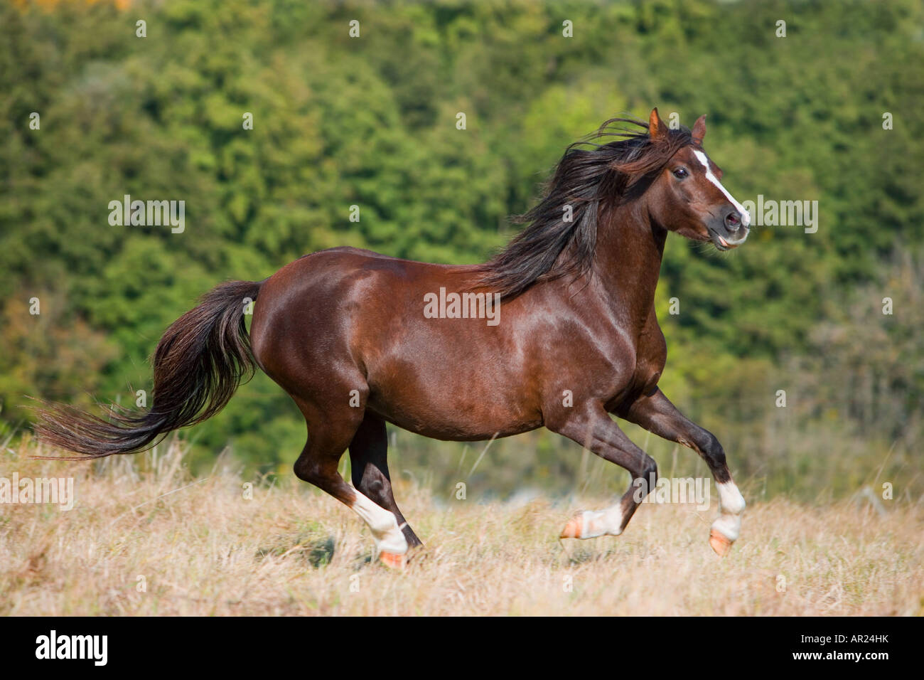 Welsh pony galloping hi-res stock photography and images - Alamy