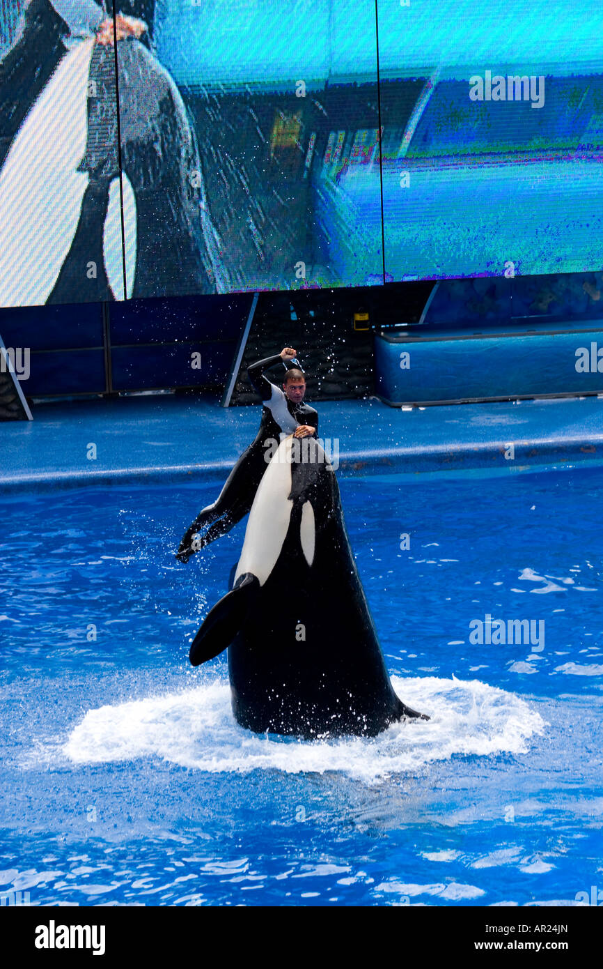 Shamu the Killer Whale at Seaworld, Orlando Florida USA Stock Photo - Alamy