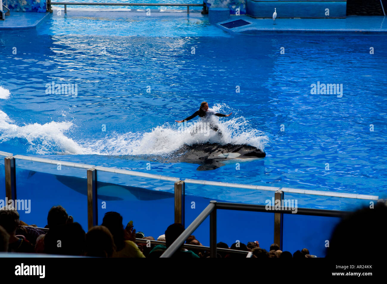 Shamu the Killer Whale at Seaworld, Orlando Florida USA Stock Photo - Alamy