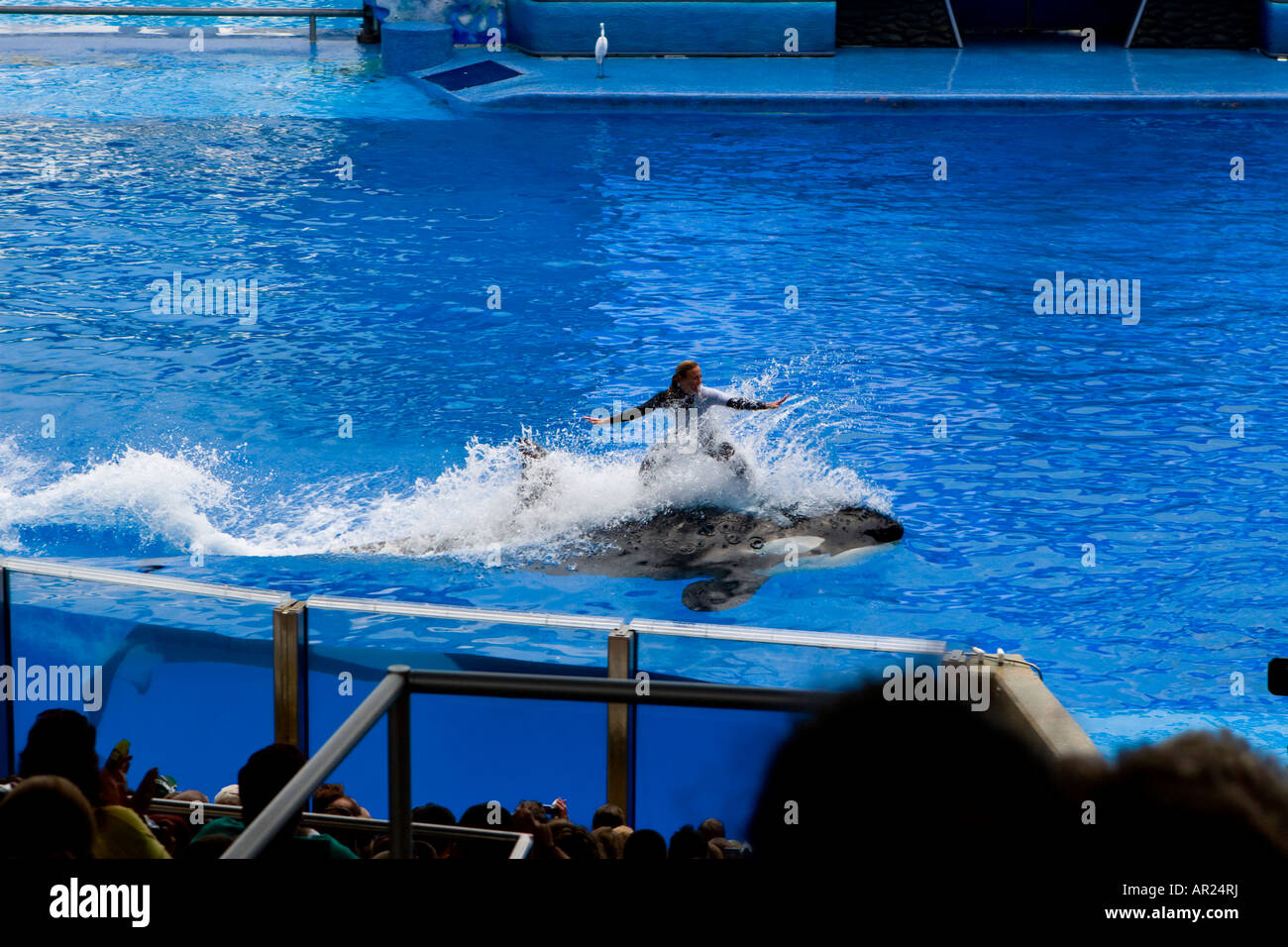 Shamu the Killer Whale at Seaworld, Orlando Florida USA Stock Photo - Alamy