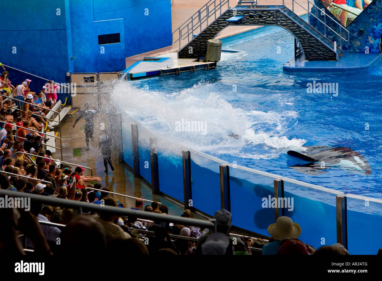 Shamu the Killer Whale at Seaworld, Orlando Florida USA Stock Photo - Alamy