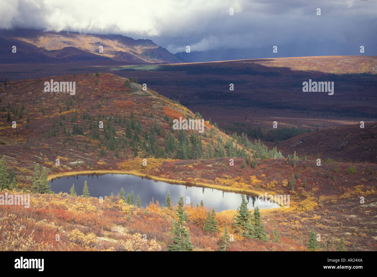kettle pond and fall colors in Denali National Park interior of Alaska ...