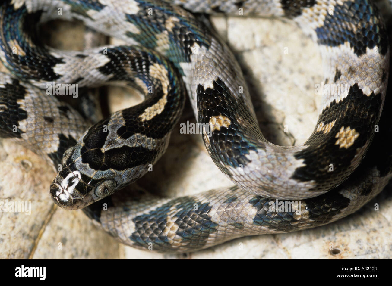 Western Lyre snake Trimorphodon biscutatus Nicaragua Stock Photo - Alamy