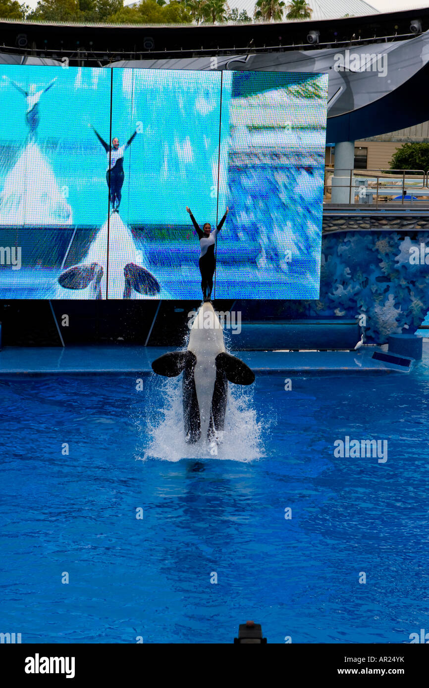 Shamu the Killer Whale at Seaworld, Orlando Florida USA Stock Photo - Alamy