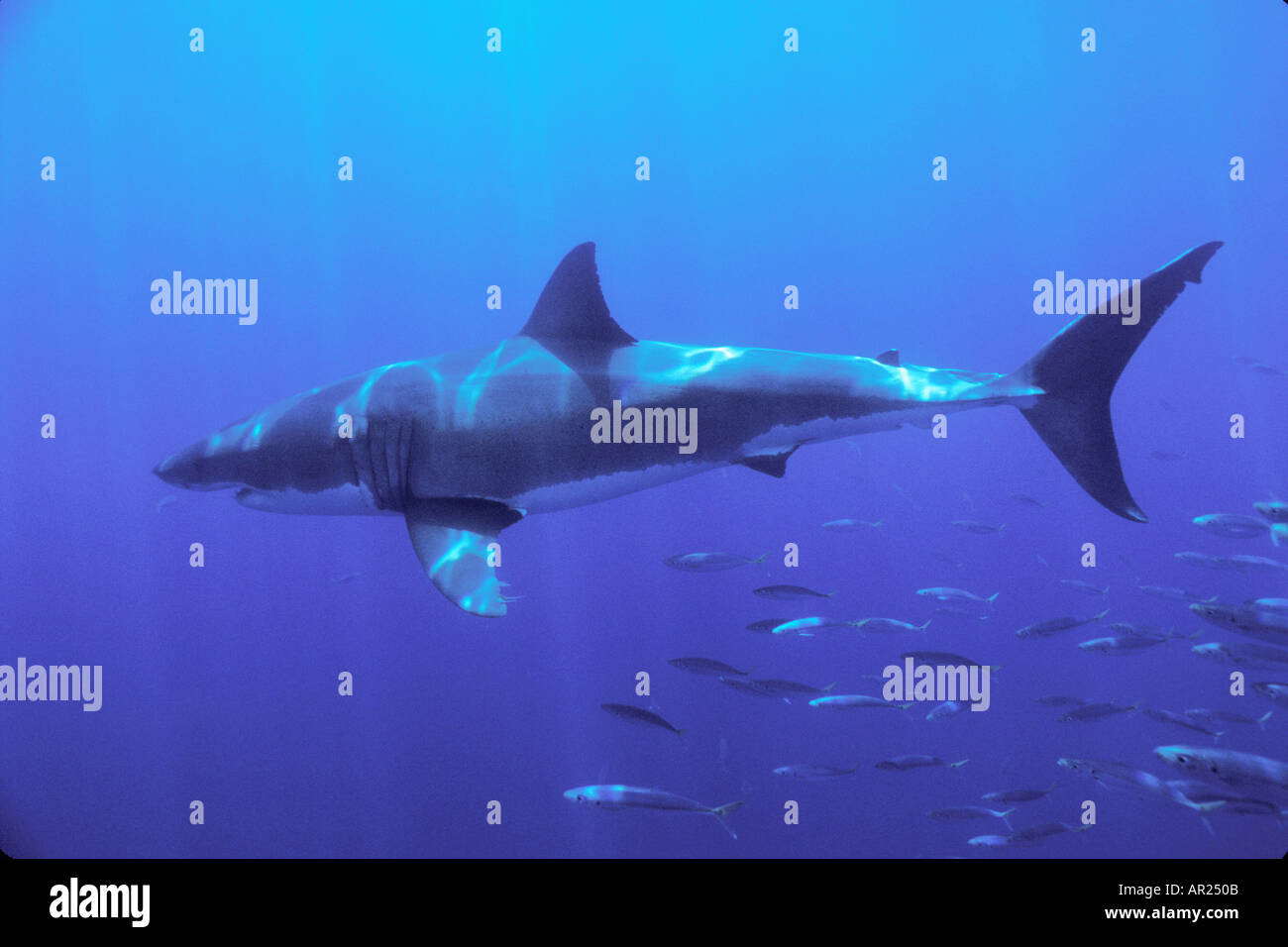 Great White Shark Carcharodon carcharias Photo Copyright KIKE CALVO ...