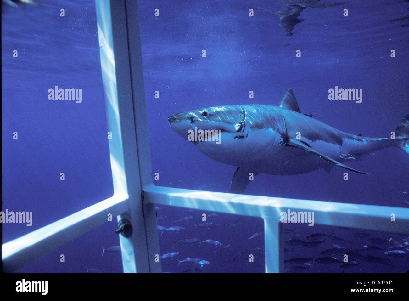 Great White Shark Carcharodon carcharias Photo Copyright KIKE CALVO ...