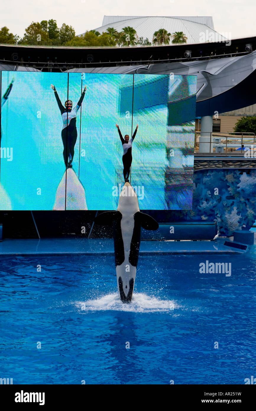 Shamu the Killer Whale at Seaworld, Orlando Florida USA Stock Photo - Alamy