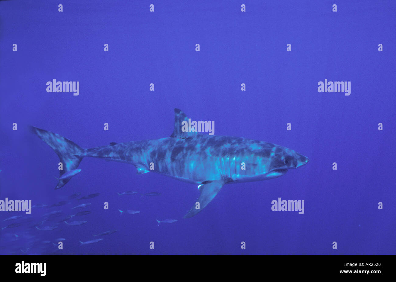 Great White Shark Carcharodon carcharias Photo Copyright KIKE CALVO ...