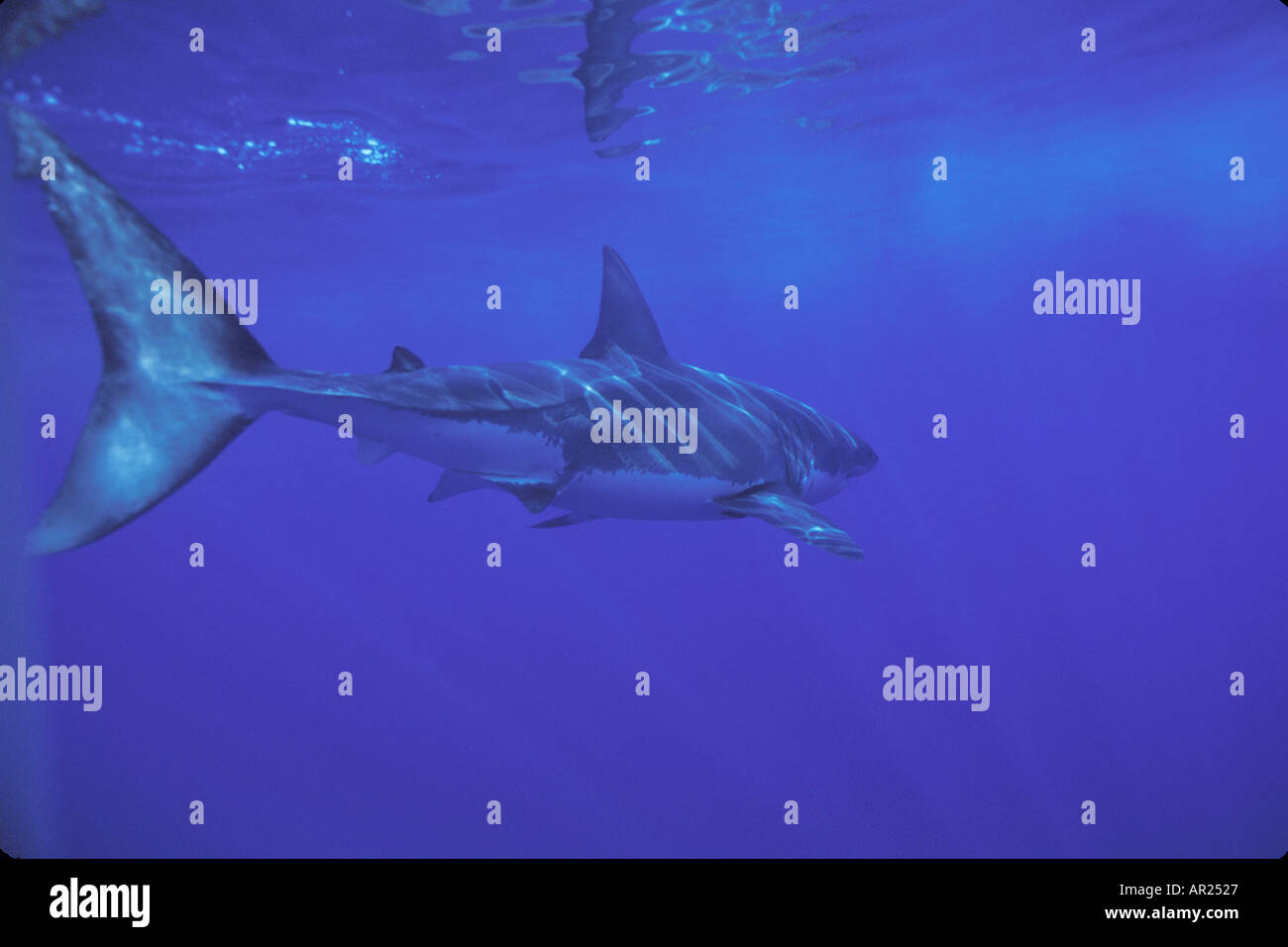 Great White Shark Carcharodon carcharias Photo Copyright KIKE CALVO ...