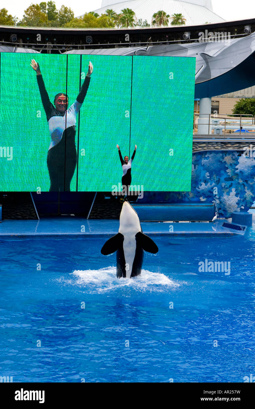 Shamu the Killer Whale at Seaworld, Orlando Florida USA Stock Photo - Alamy