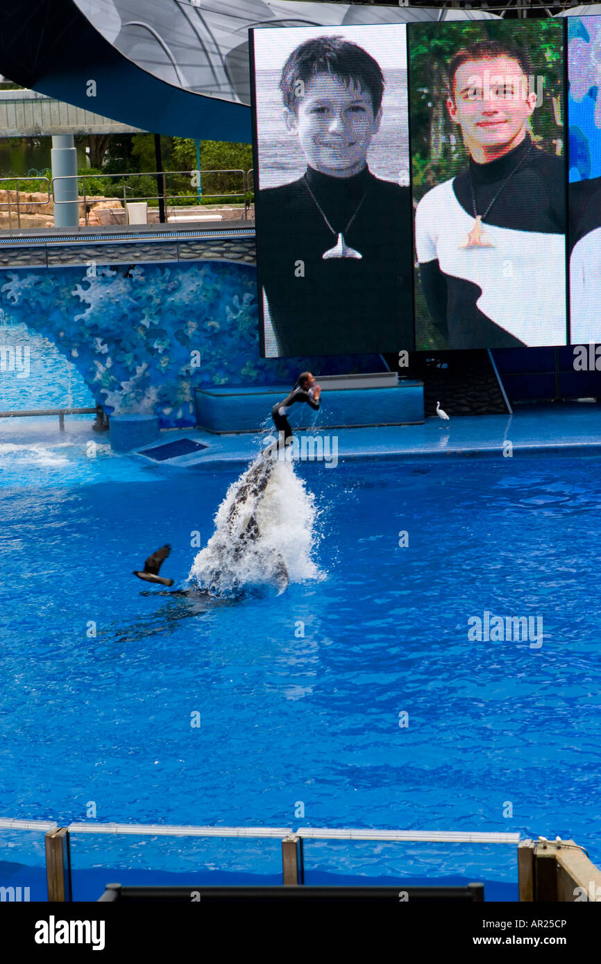Shamu the Killer Whale at Seaworld, Orlando Florida USA Stock Photo - Alamy