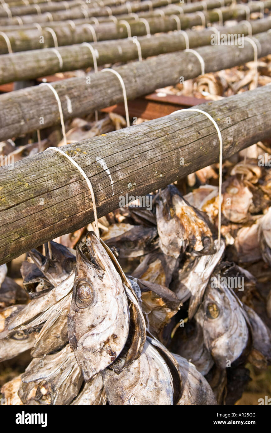 Heads of Cod Stockfish hanging to dry in the cold winter air, Lofoten ...