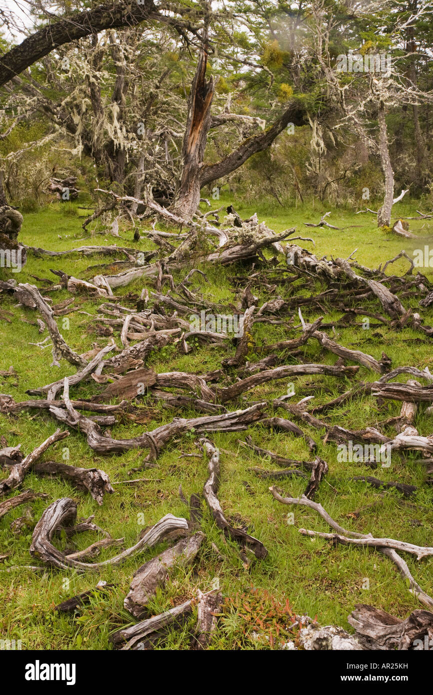 Lenga woodland Nothofagus pumilio Rio Serrano area Torres del Paine ...