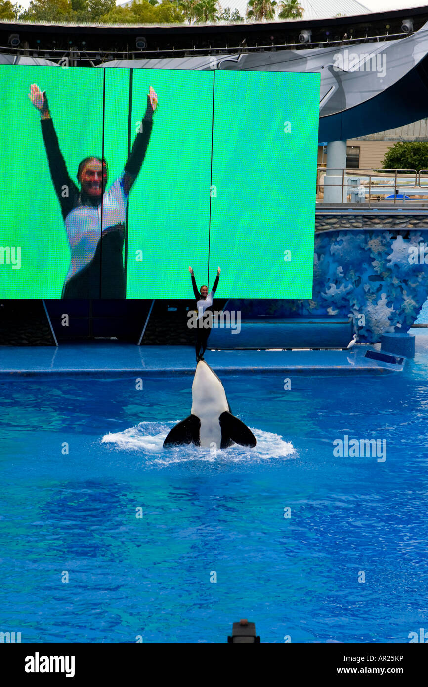 Shamu the Killer Whale at Seaworld, Orlando Florida USA Stock Photo - Alamy