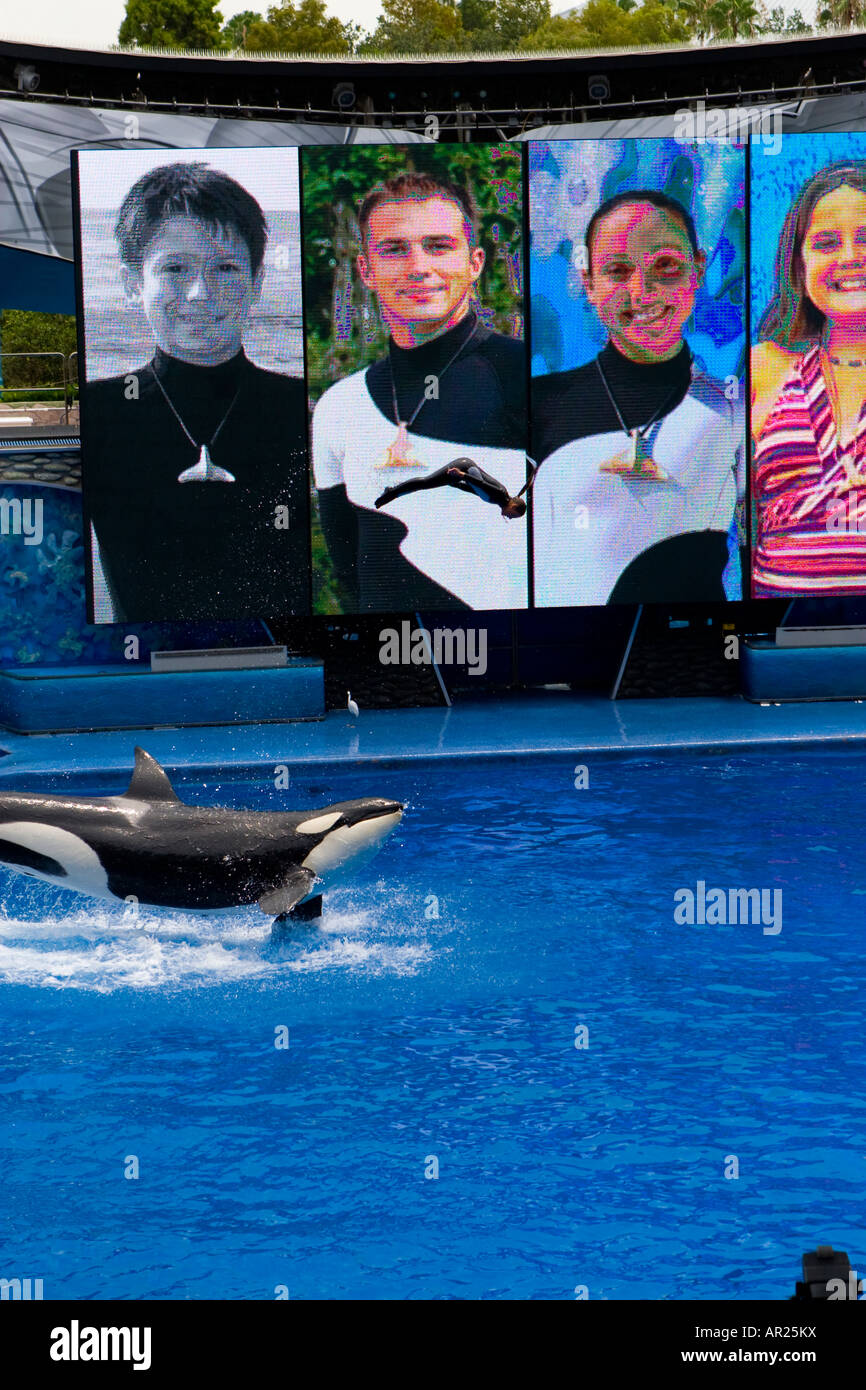 Shamu the Killer Whale at Seaworld, Orlando Florida USA Stock Photo - Alamy