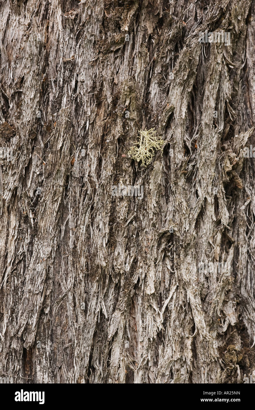 Bark Lenga tree Nothofagus pumilio Rio Serrano area Torres del Paine ...