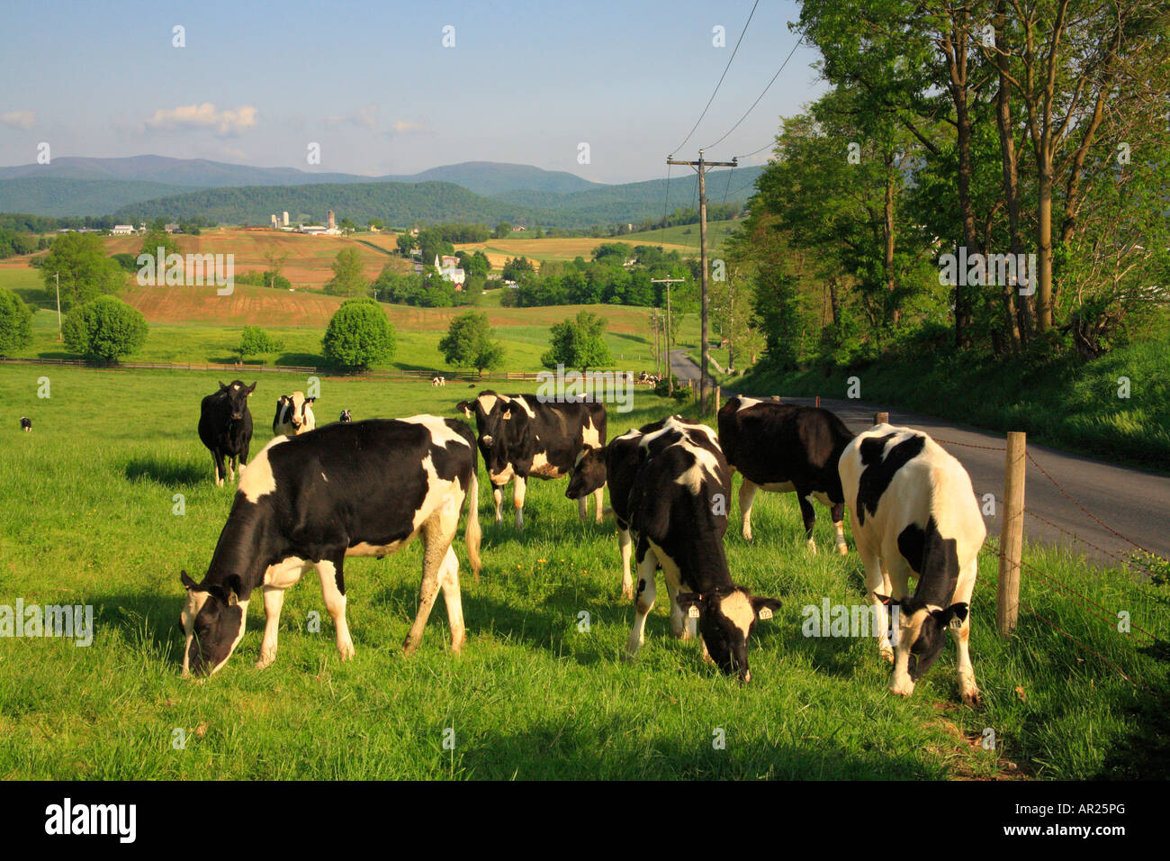 Holstein Dairy Cows in the Shenandoah Valley of Virginia, USA Stock ...