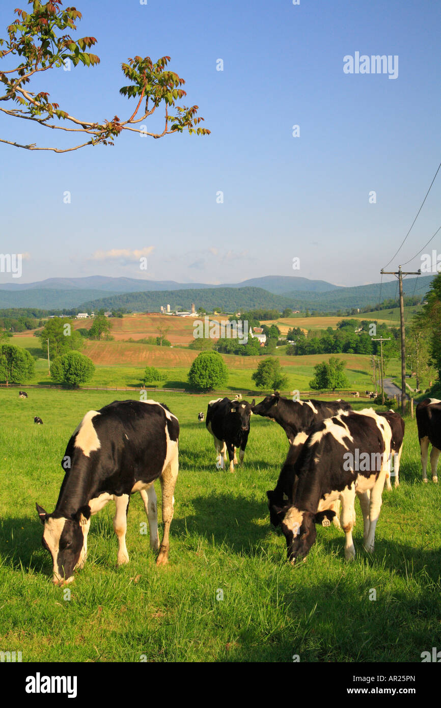 Holstein Dairy Cows in the Shenandoah Valley of Virginia, USA Stock ...