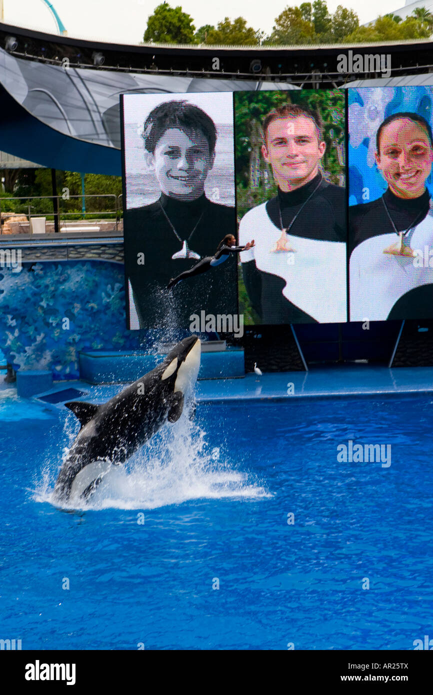 Shamu the Killer Whale at Seaworld, Orlando Florida USA Stock Photo - Alamy