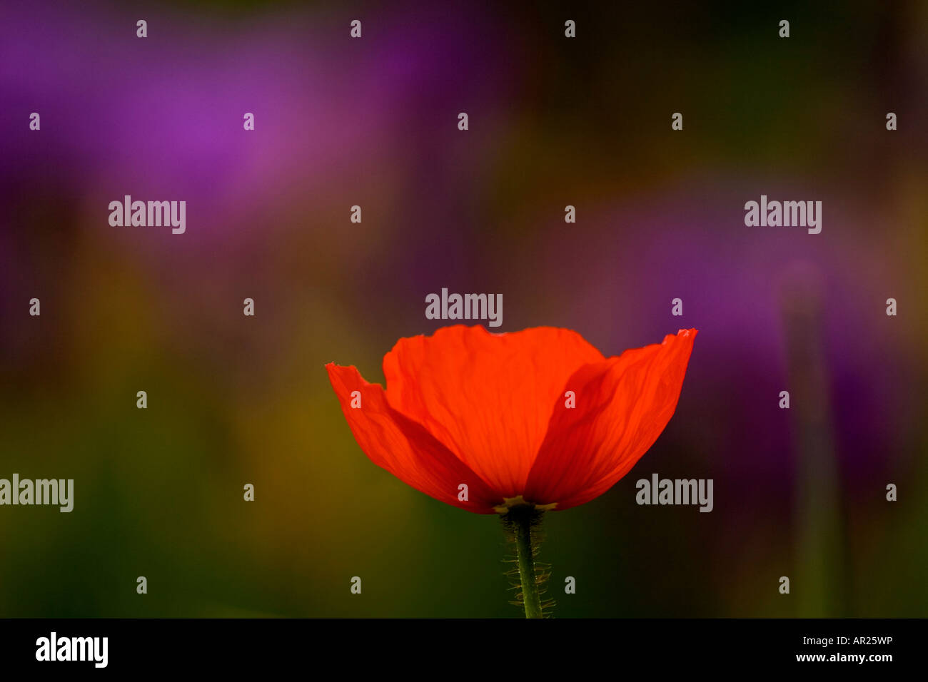 Lone red poppy in garden Stock Photo - Alamy