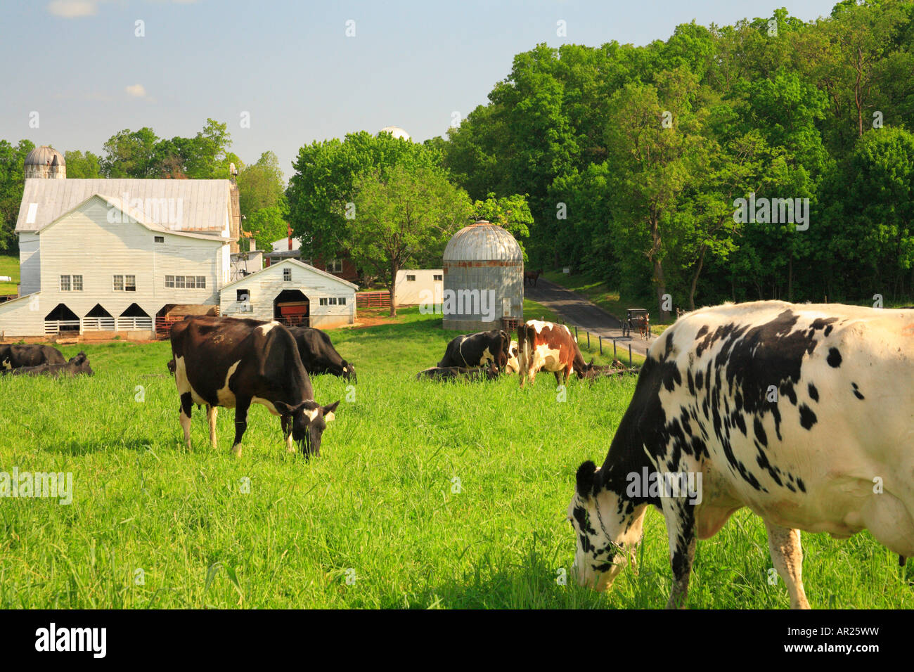 Holstein Dairy Cows in the Shenandoah Valley of Virginia, USA Stock ...