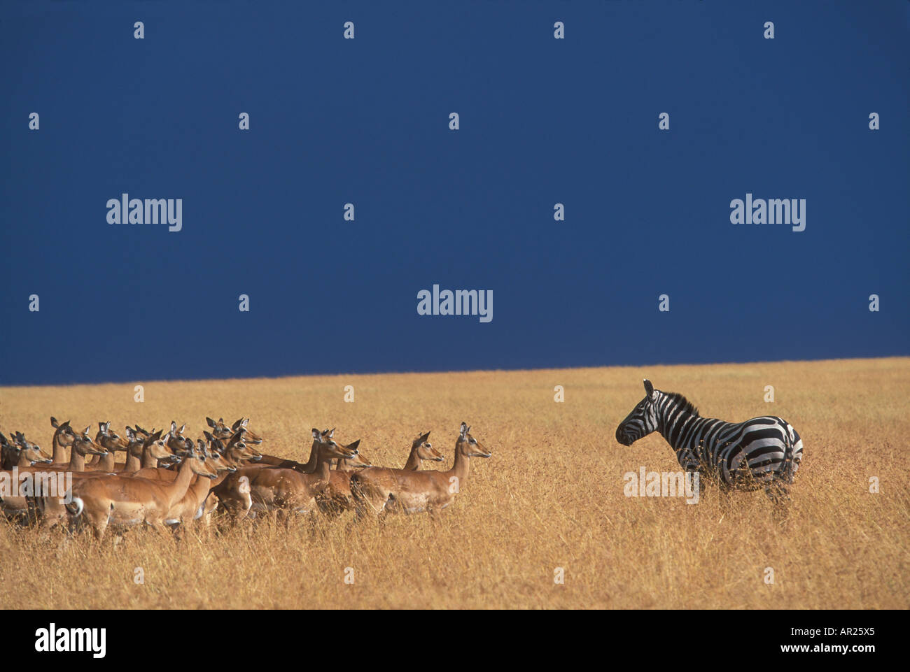 Impala and zebra on safari hi-res stock photography and images - Alamy