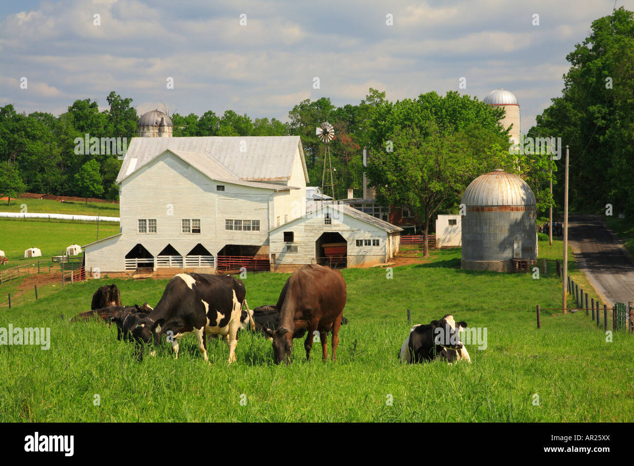 Holstein Dairy Cows in the Shenandoah Valley of Virginia, USA Stock ...