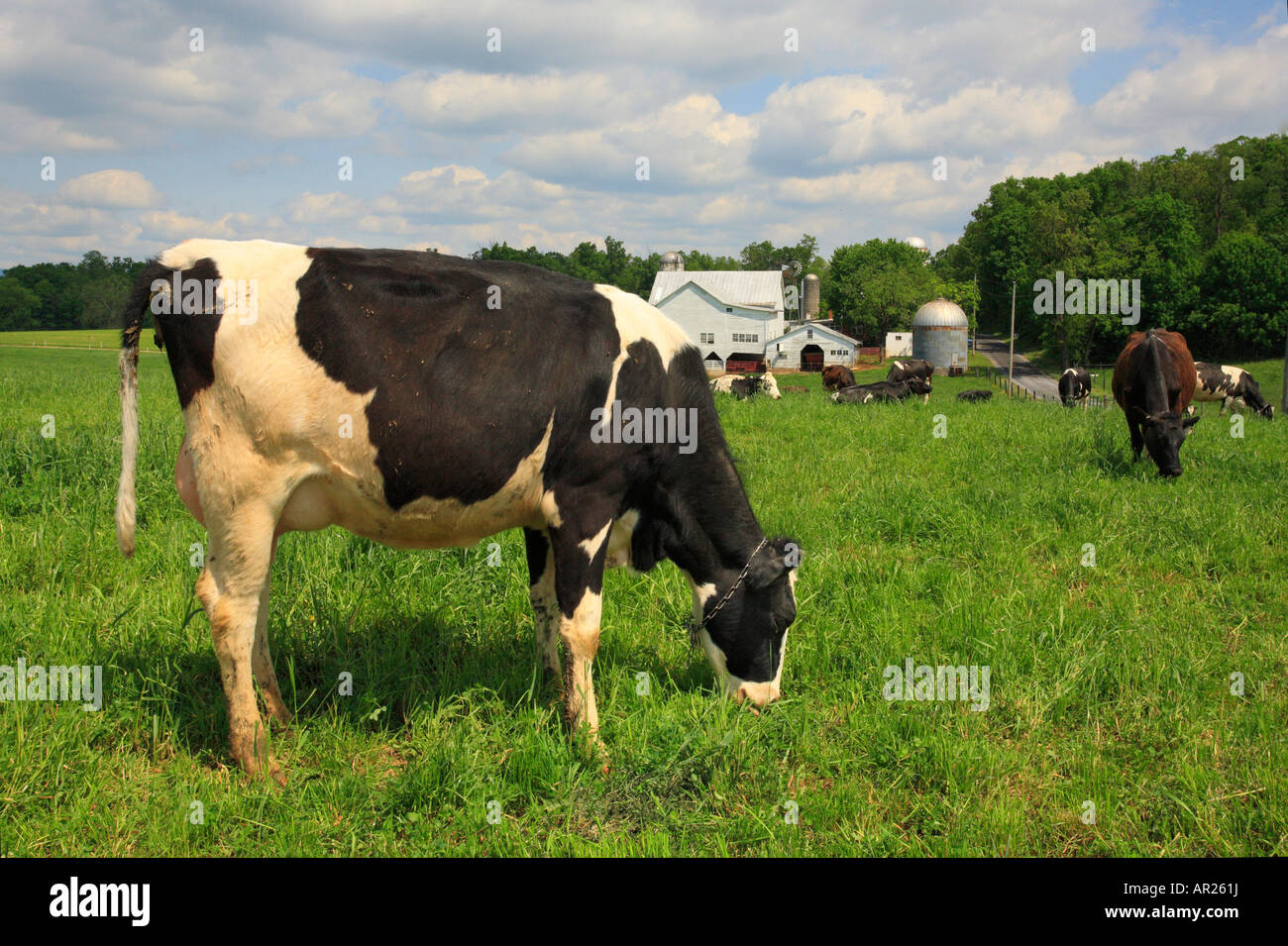 Holstein Dairy Cow in the Shenandoah Valley of Virginia, USA Stock ...