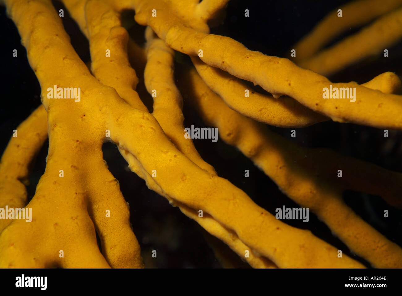 Bright yellow Common Antlers Sponge (Axinella polypoides cannabina ...
