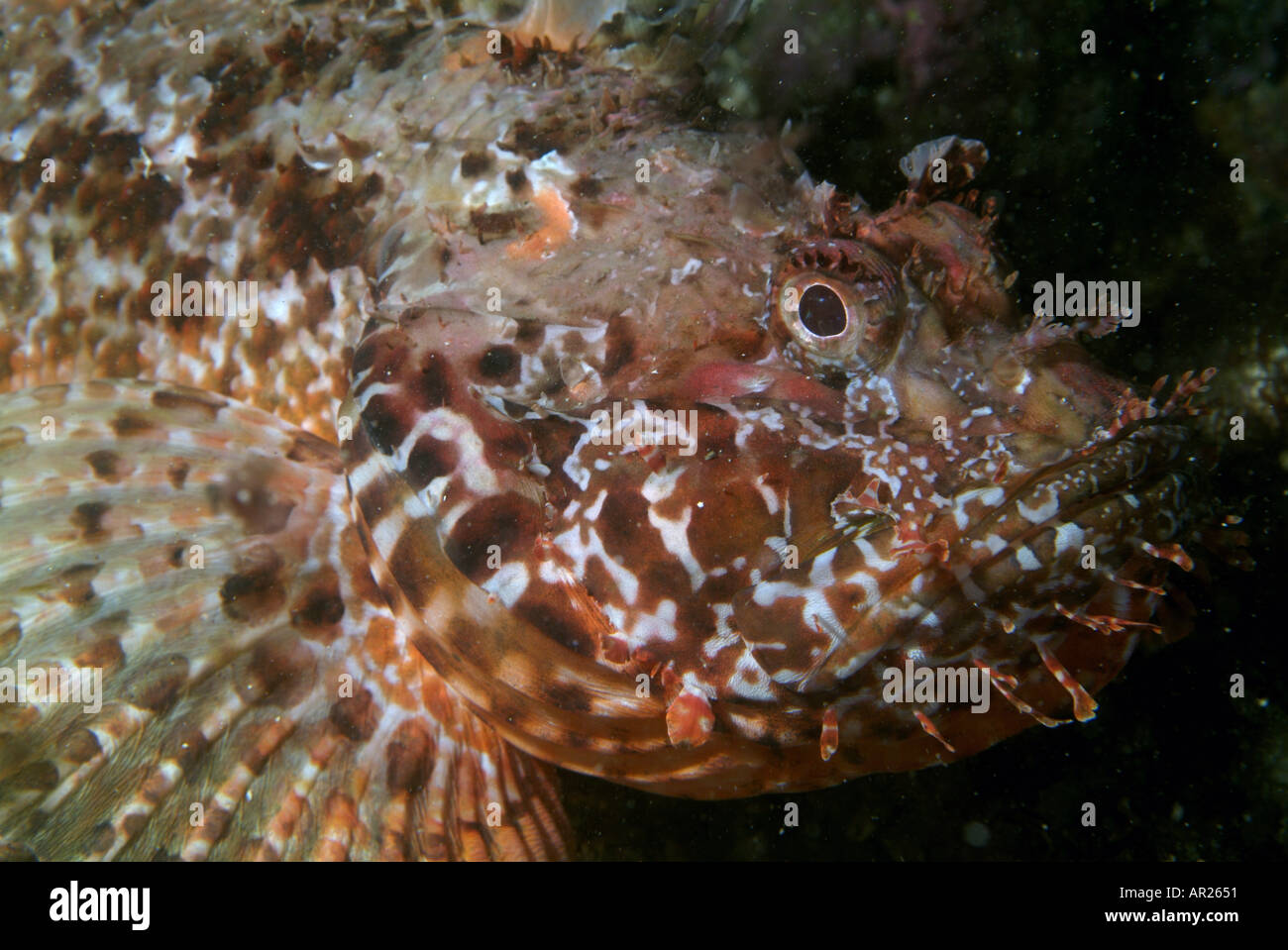 Spotted scorpion fish hi-res stock photography and images - Alamy
