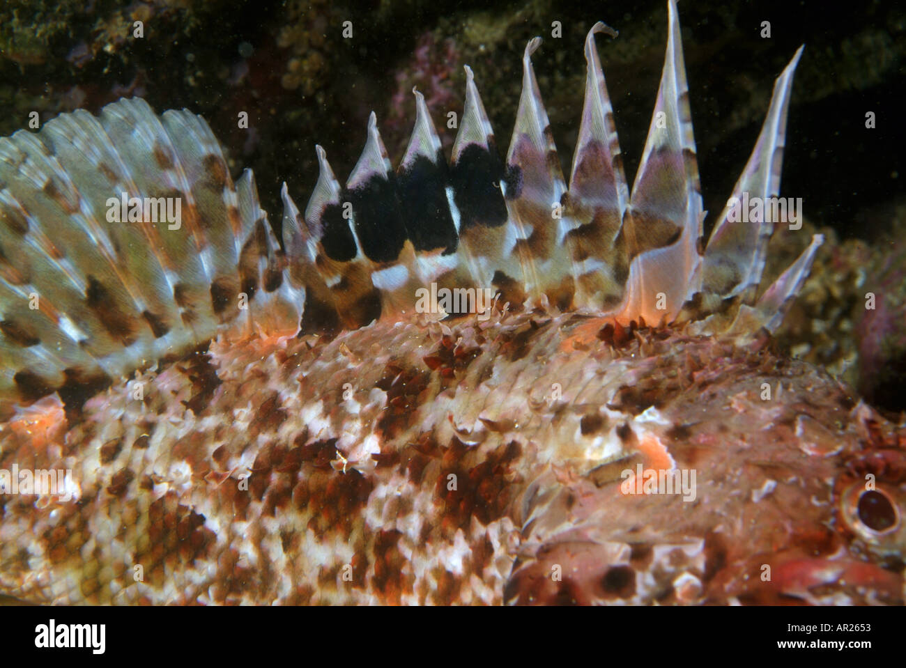 Spotted scorpion fish hi-res stock photography and images - Alamy