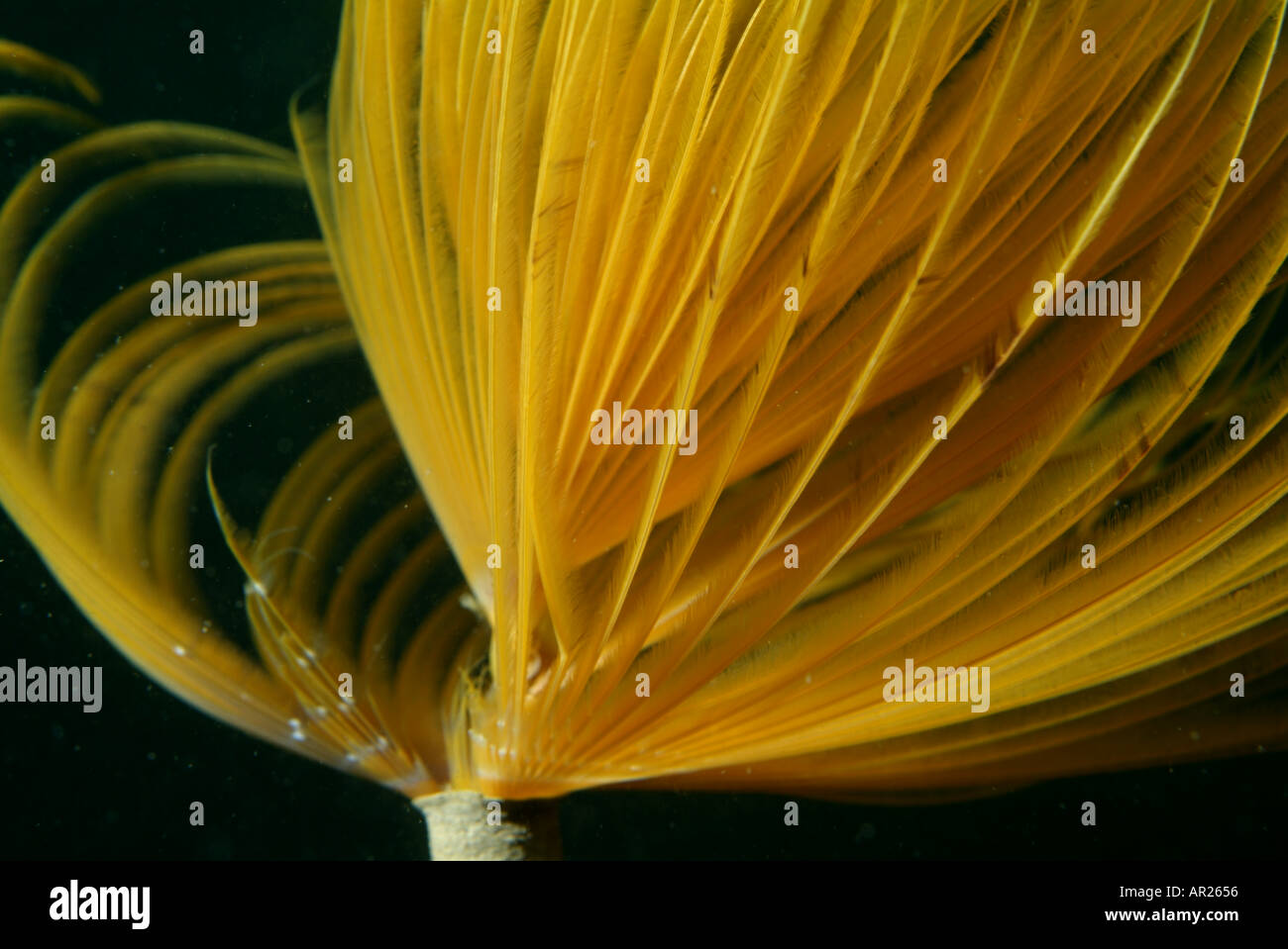 Bright yellow Feather Duster Worm (Sabella spallanzanii), Jarre Island ...