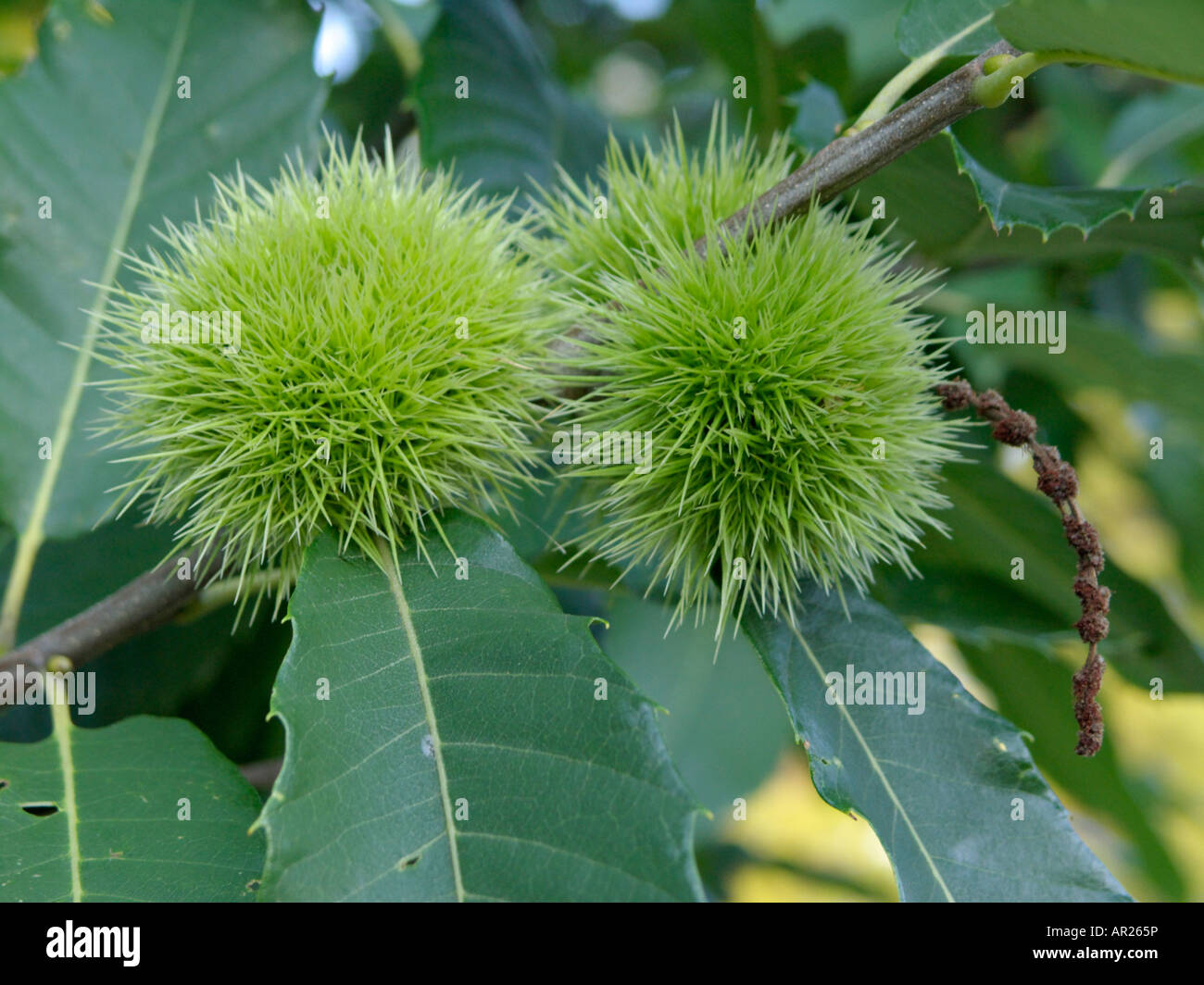 Castanea sativa tree chestnut hi-res stock photography and images - Alamy
