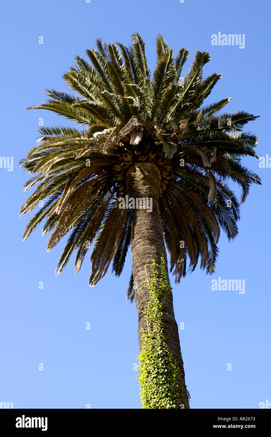 Plane trees provence hi-res stock photography and images - Alamy